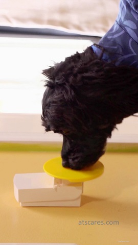 Service Animal Alert System